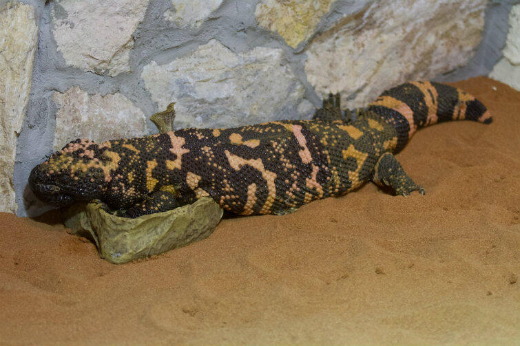 Heloderma z Arizony. Nowa, jadowita, mieszkanka Gdańska